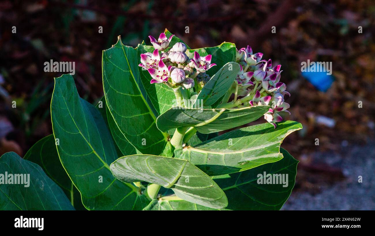 Crown Flower or Giant Indian Milkweed (Calotropis gigantea Stock Photo ...