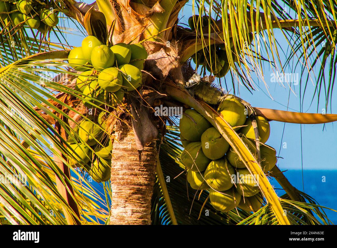 Coconut tree with coconuts hi-res stock photography and images - Alamy