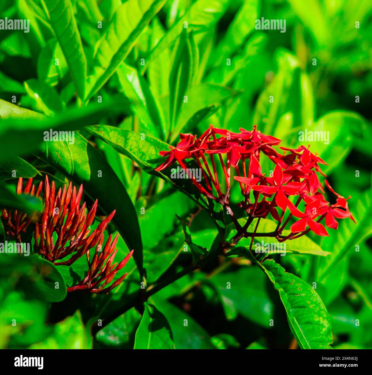 Red Ixora flower with natural background, Curaçao. (Ixora chinensis ...