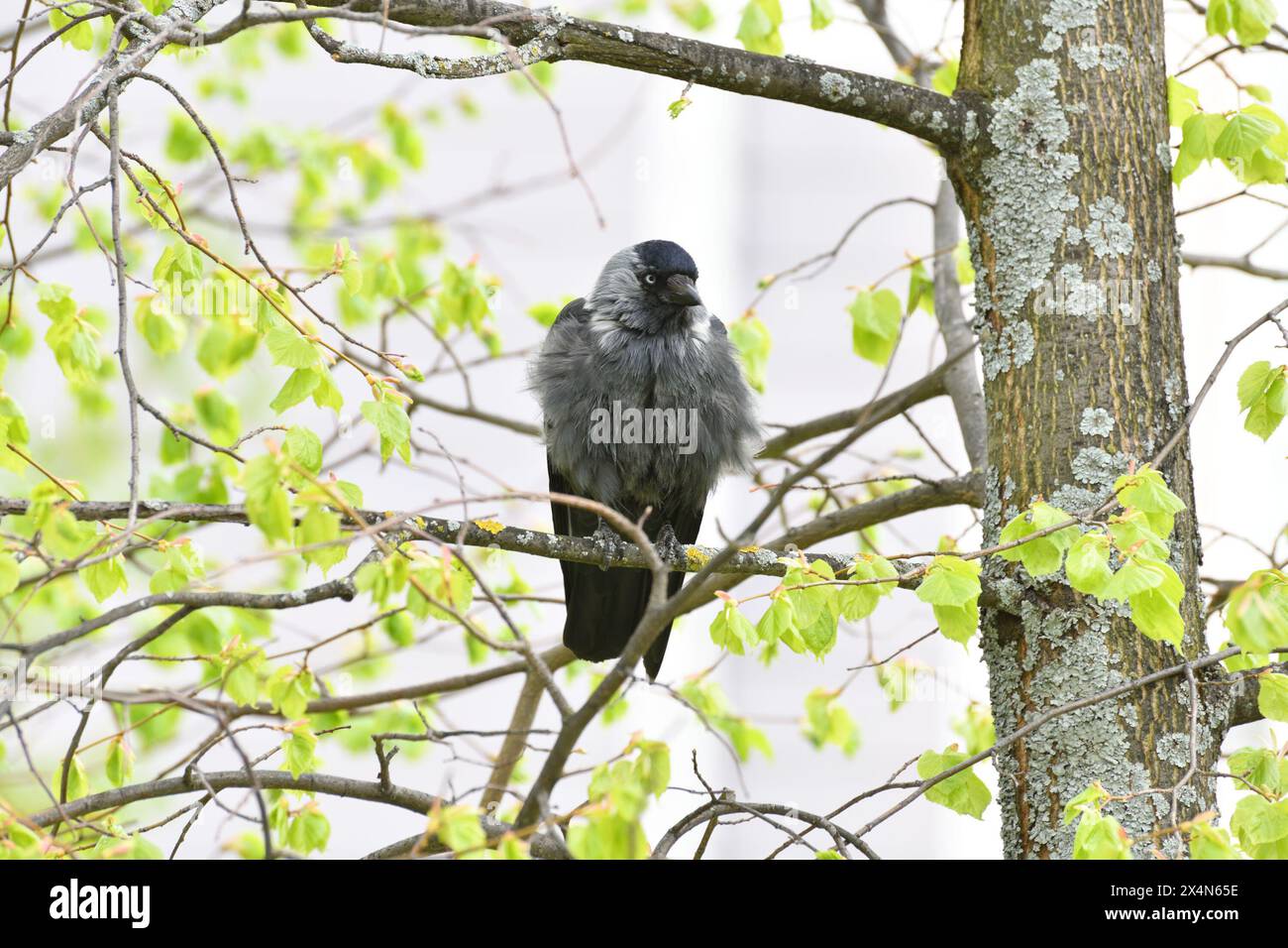 A jackdaw with ruffled feathers sits on tree branch Stock Photo - Alamy