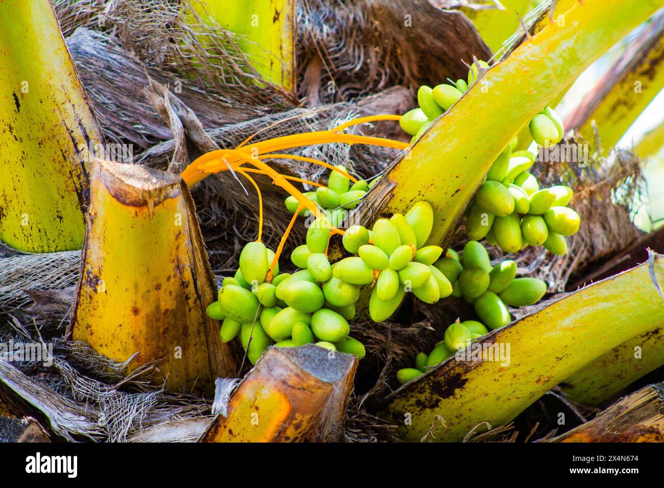 Coconut palm tree with fruits, Curaçao. Close up Stock Photo - Alamy