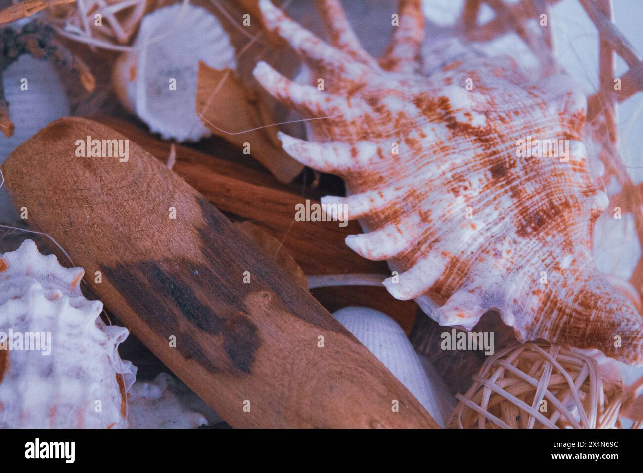 Sea shells background Stock Photo - Alamy