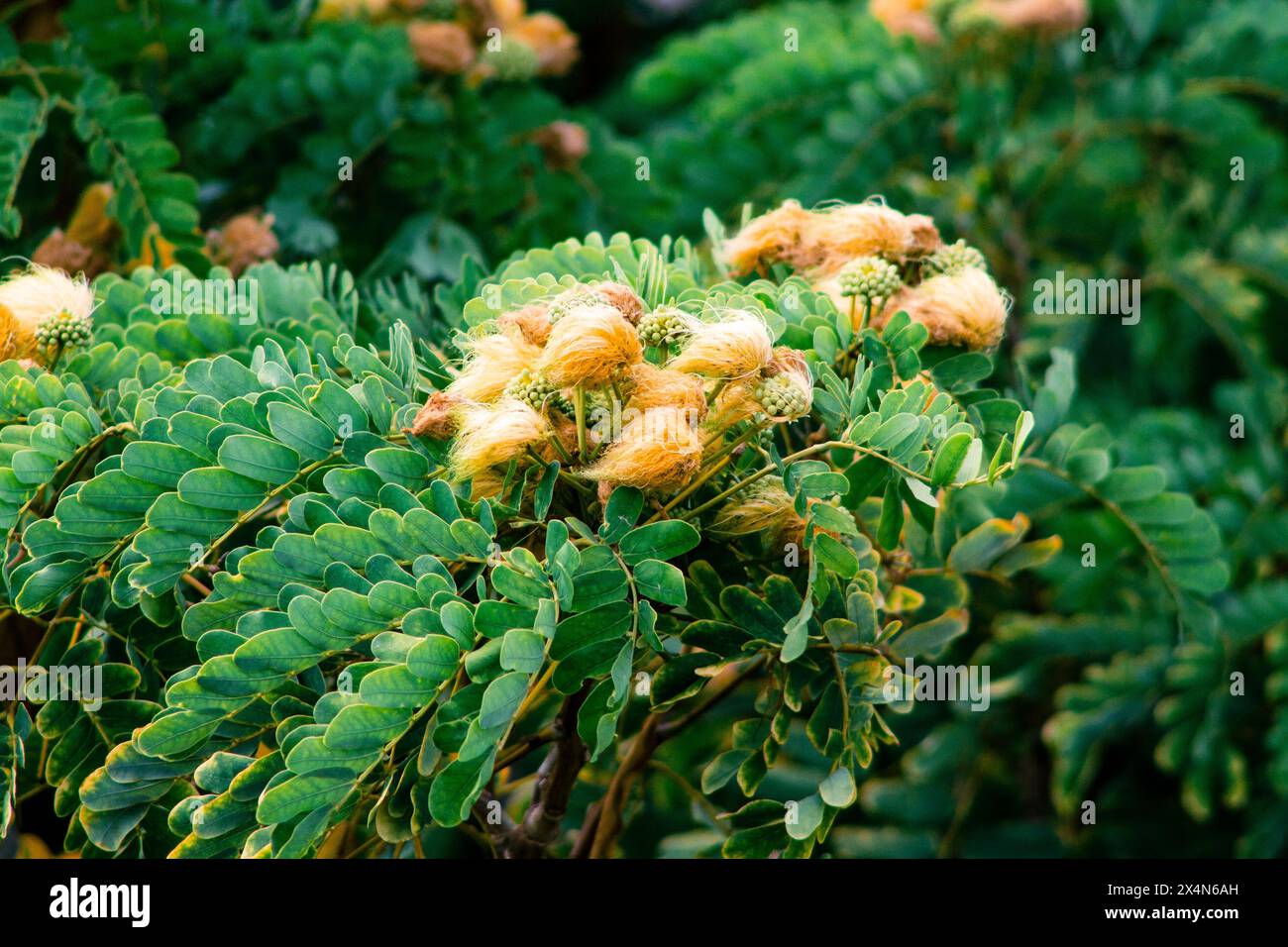 Closeup of Acacia dealbata, commonly known as the acacia tamarind, is a ...