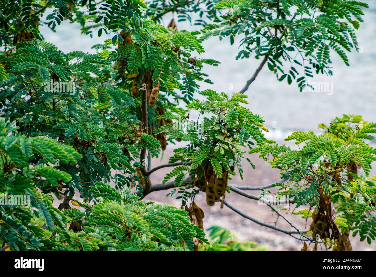 Tamarind tree with fruits in the garden, Curaçao Stock Photo - Alamy