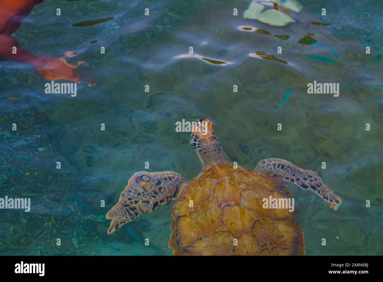 Green Sea Turtle swimming in the sea with human in the background Stock ...
