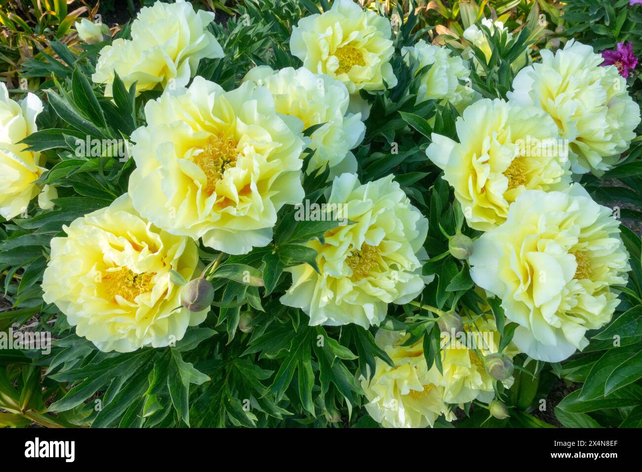 Yellow, Paeonia "Border Charm" Intersectional Itoh Peony Paeonia Hybrid ...