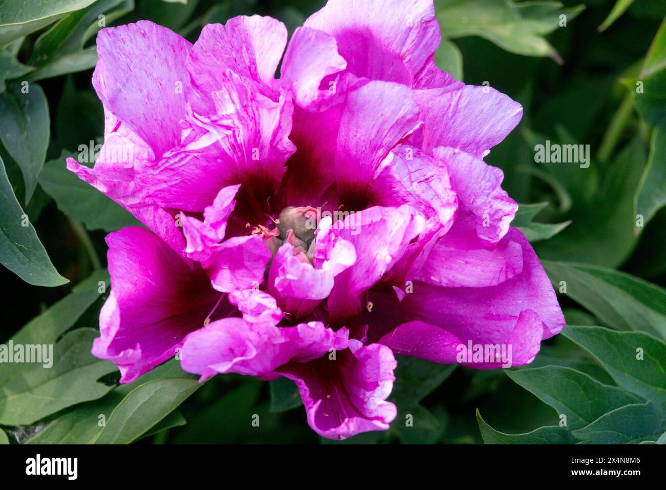 Paeonia "Morning Lilac" Violet Purple Flower Itoh Peony Paeonia Hybrid ...