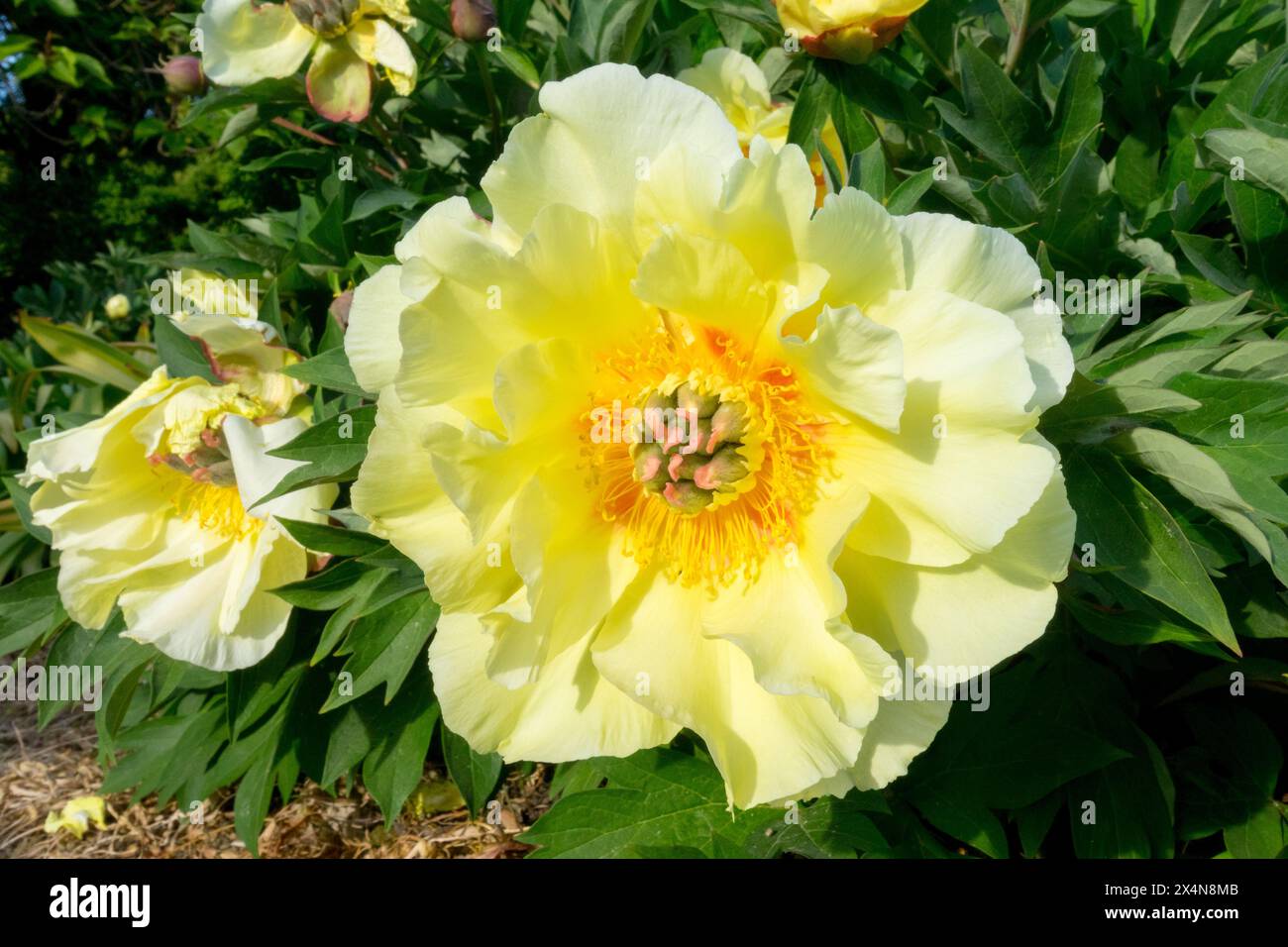Yellow Paeonia "Garden Treasure" Flowers Heads, Intersectional Itoh ...