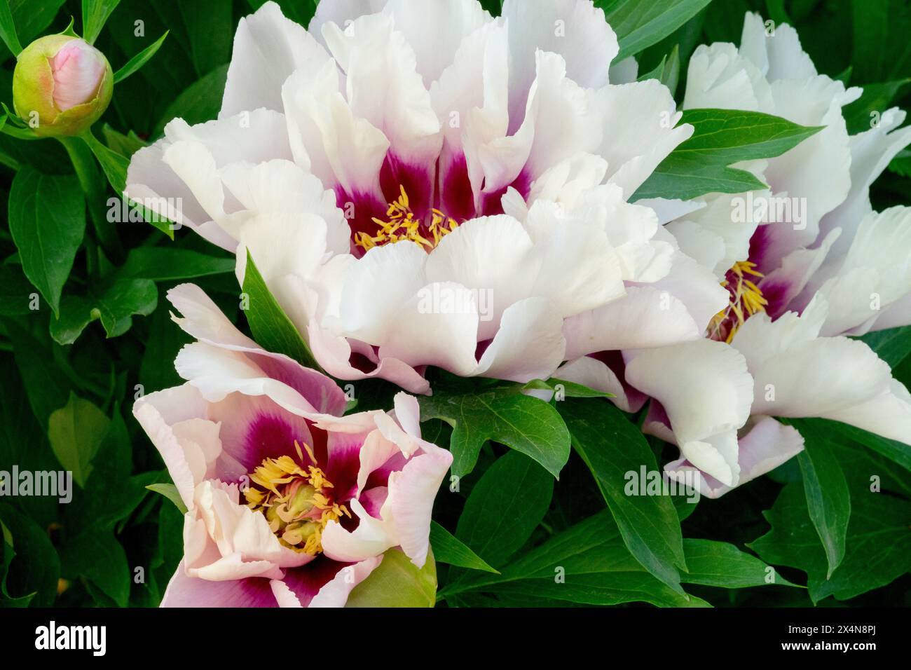 White Paeonia "Cora Louise" Intersectional Itoh Peony Paeonia Hybrid ...