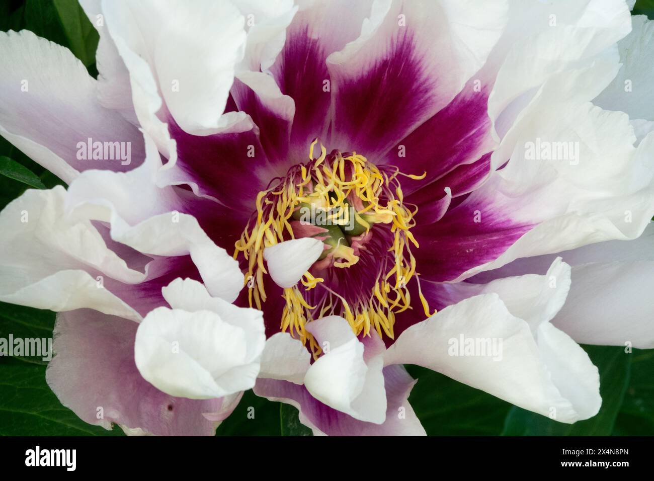 Intersectional Itoh Peony Paeonia Hybrid Burgundy White Flower Head ...