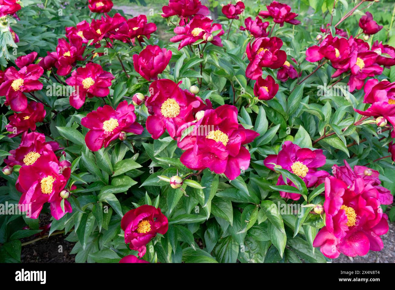 Red, Chinese Peony, Paeonia "Lights Out" Garden, Paeonia lactiflora ...