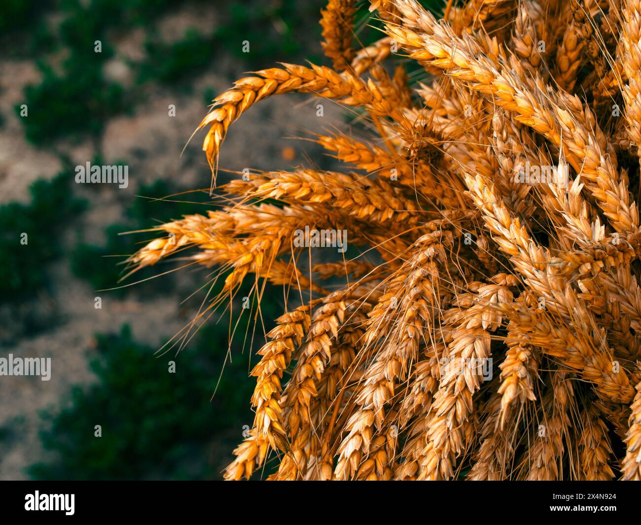 A serene portrayal highlighting the detailed textures & colors during ...