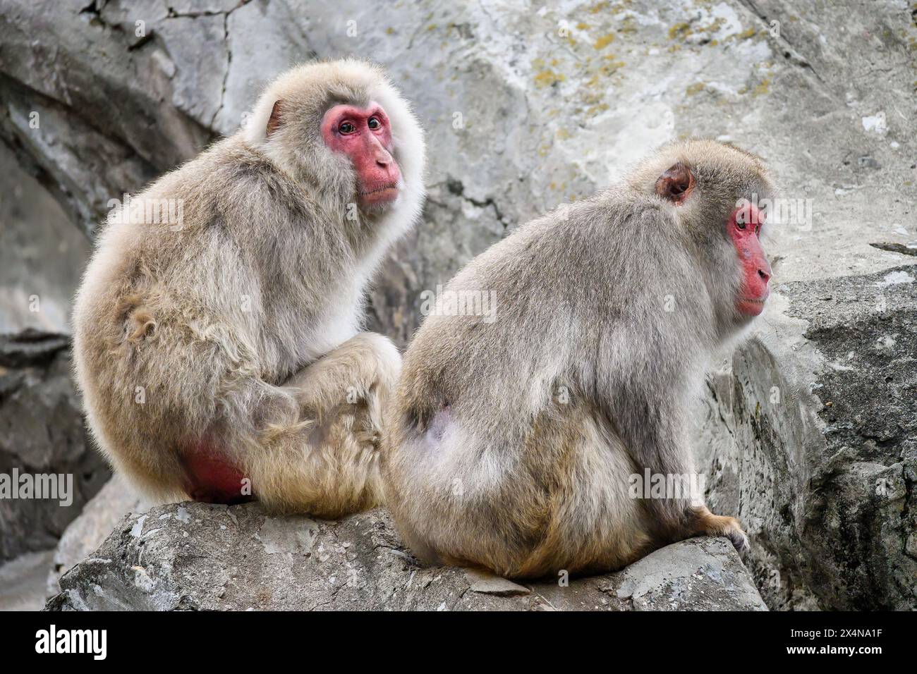 Japanese macaque at Ueno Zoo in Tokyo, Japan. Ueno Zoological Gardens ...
