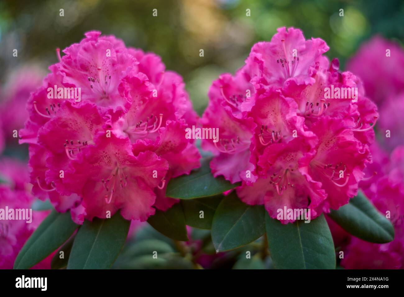 Pink lush rhododendron Germania flowers close up Stock Photo - Alamy