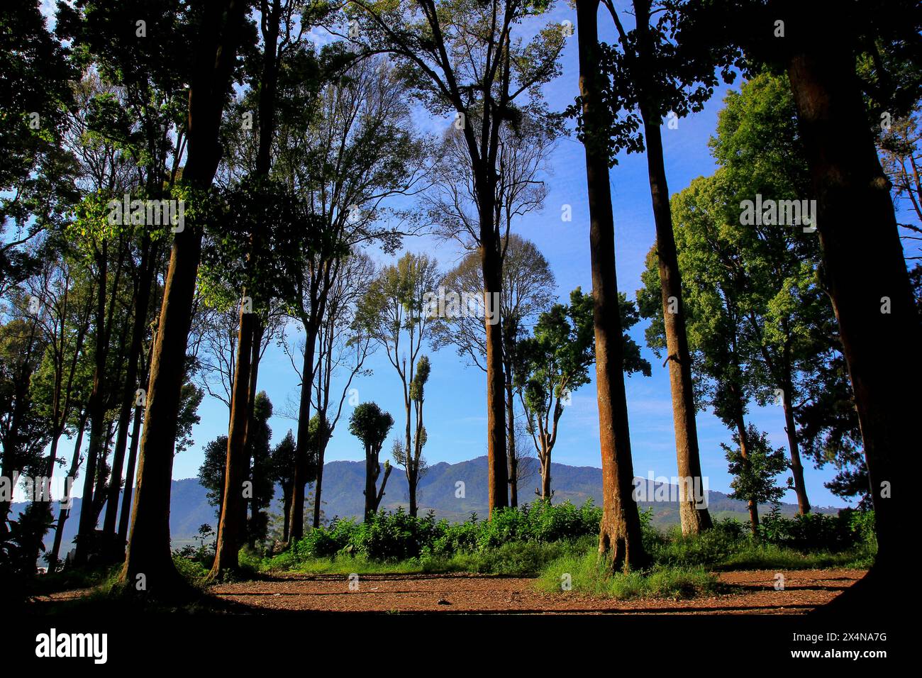 The beauty of nature in the morning, the array of Rasamala trees ...