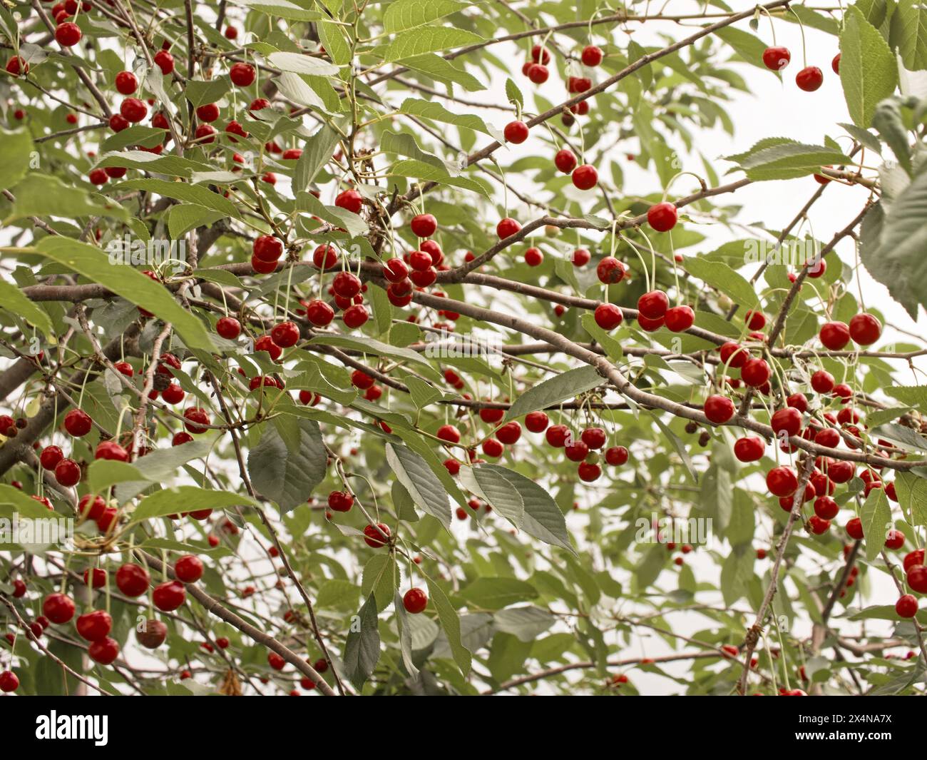 Ripe cherries adorn tree branches, surrounded by lush leaves; an ...