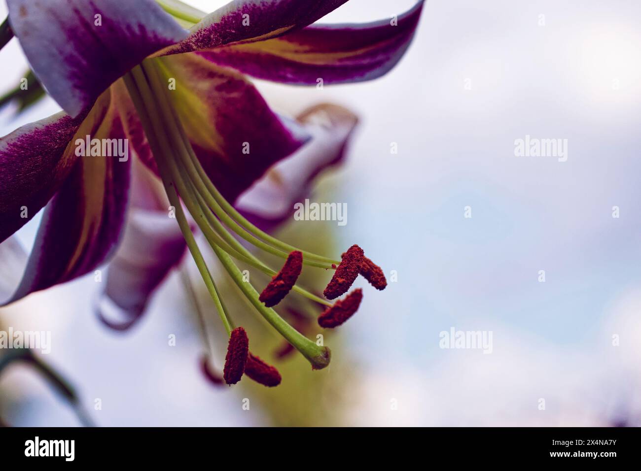 Detailed image of a lily flower, displaying a mix of white and purple ...