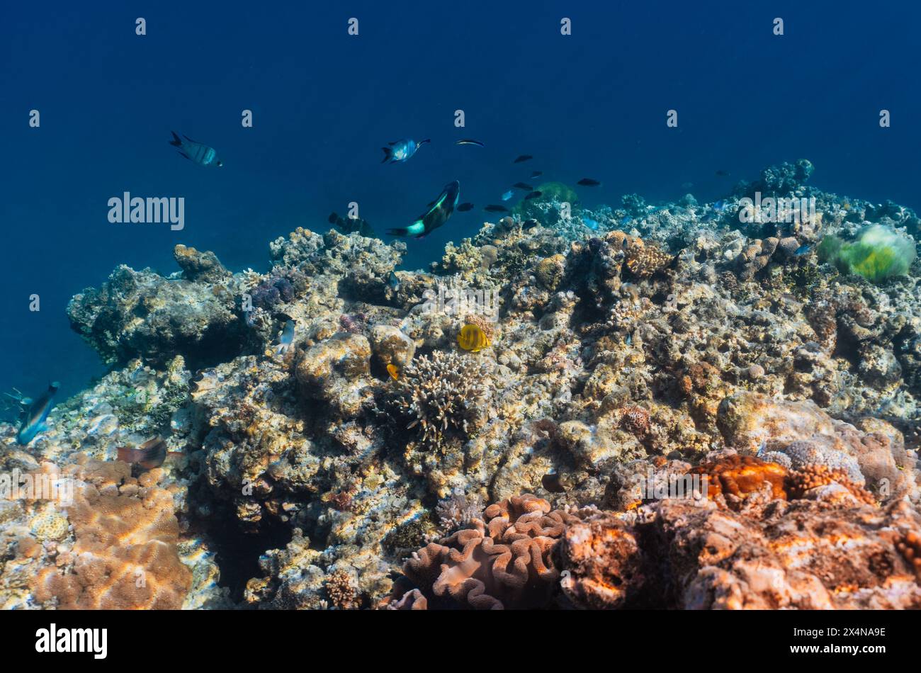 Vibrant coral reef with hundreds of glass fish at the SS Yongala ship ...