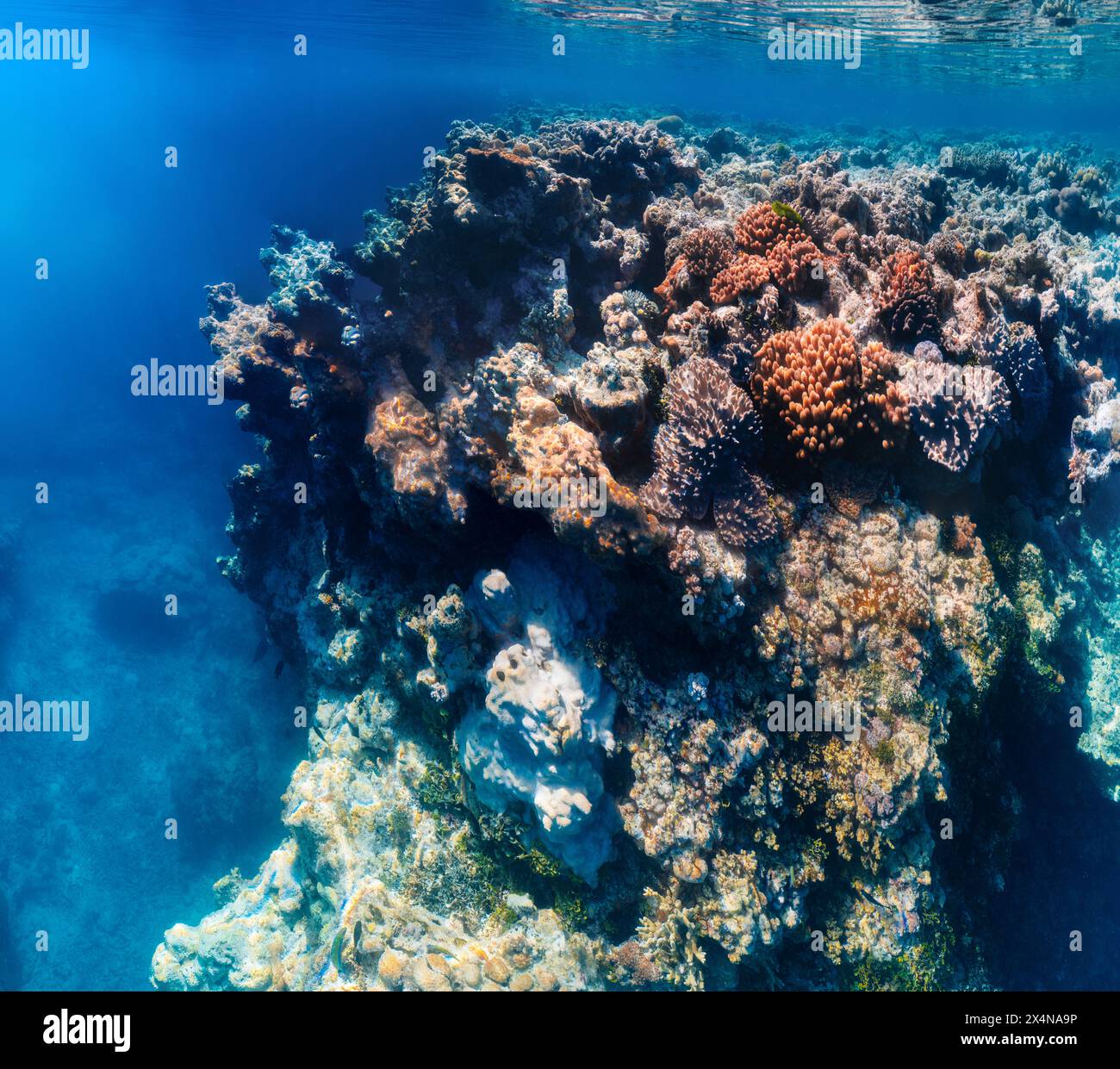 Vibrant coral reef with hundreds of glass fish at the SS Yongala ship ...