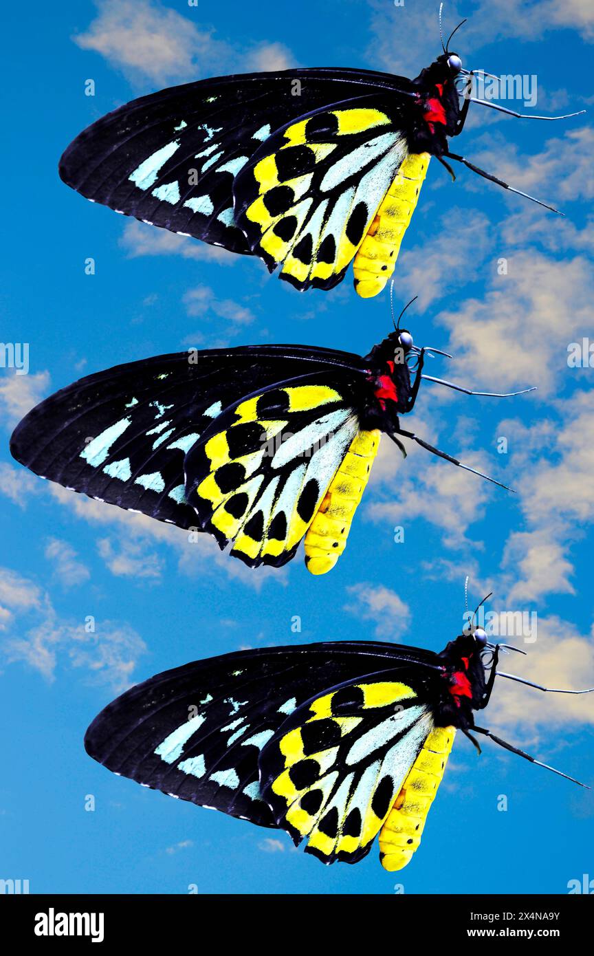 Cairns Birdwing Butterflies Latin name Ornithoptera euphorion flying ...