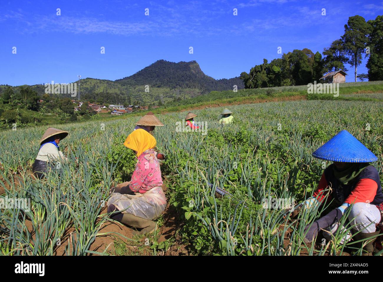 Farmers work together to grow vegetables on fertile land Stock Photo ...