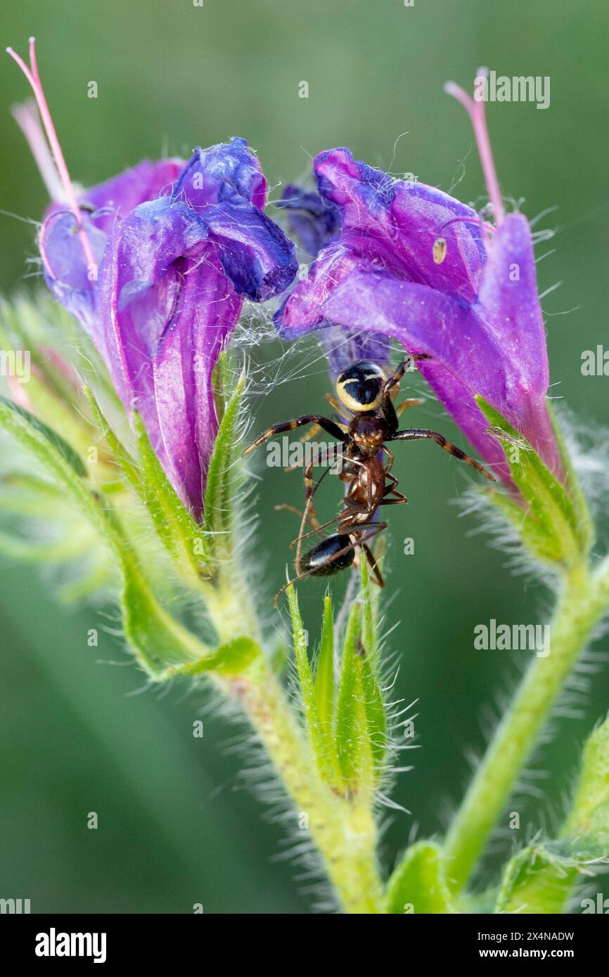 Spider, placed between two flowers, eating a dead ant, holding it by ...