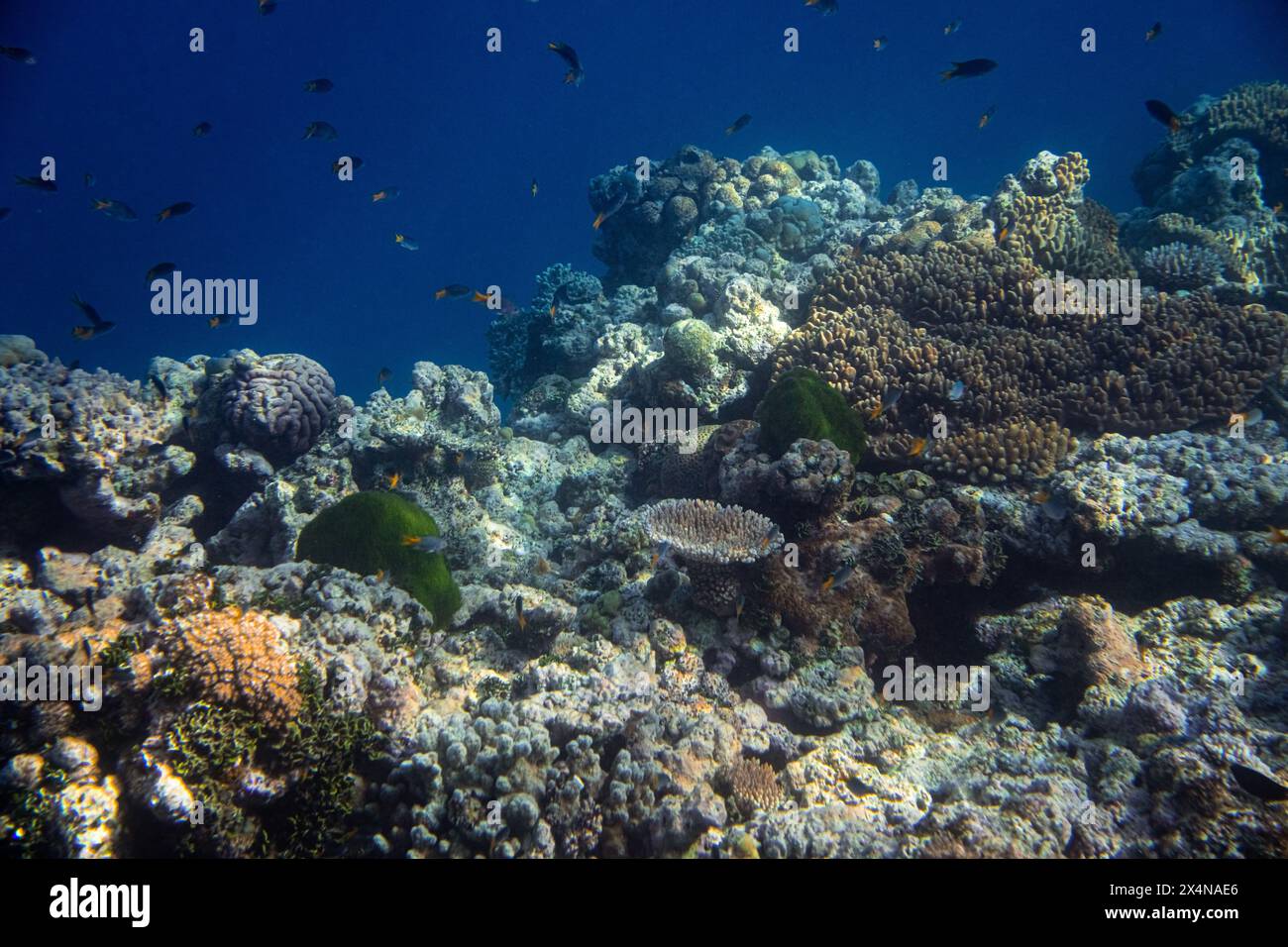 Vibrant coral reef with hundreds of glass fish at the SS Yongala ship ...
