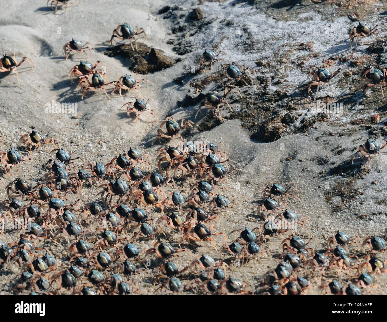 Wild Soldier crabs running away from perceived danger with four at the ...
