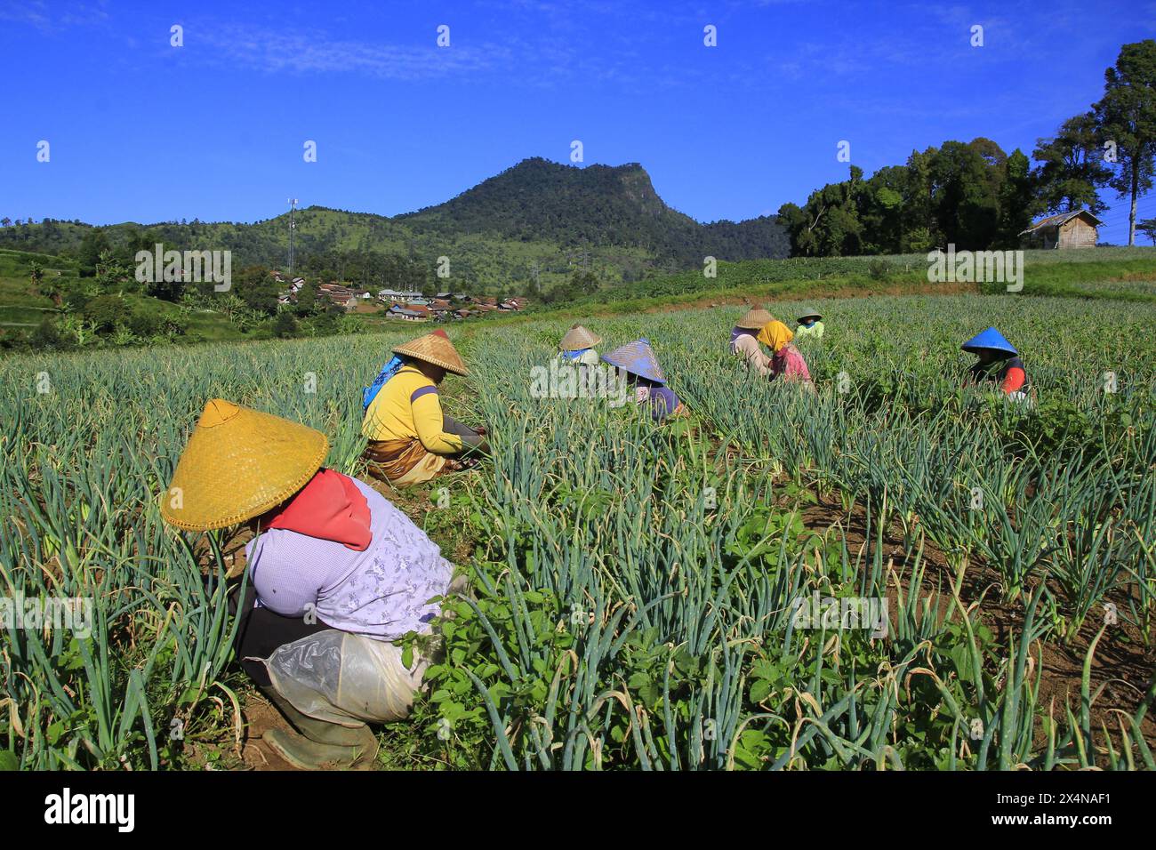 Farmers work together to grow vegetables on fertile land Stock Photo ...