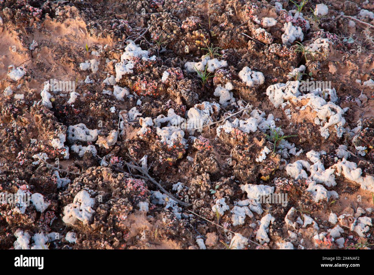 Cryptobiotic crust, White Dome Nature Preserve, Utah Stock Photo - Alamy