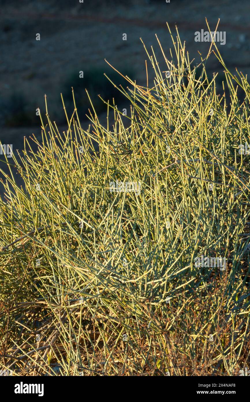 Mormon tea, White Dome Nature Preserve, Utah Stock Photo - Alamy