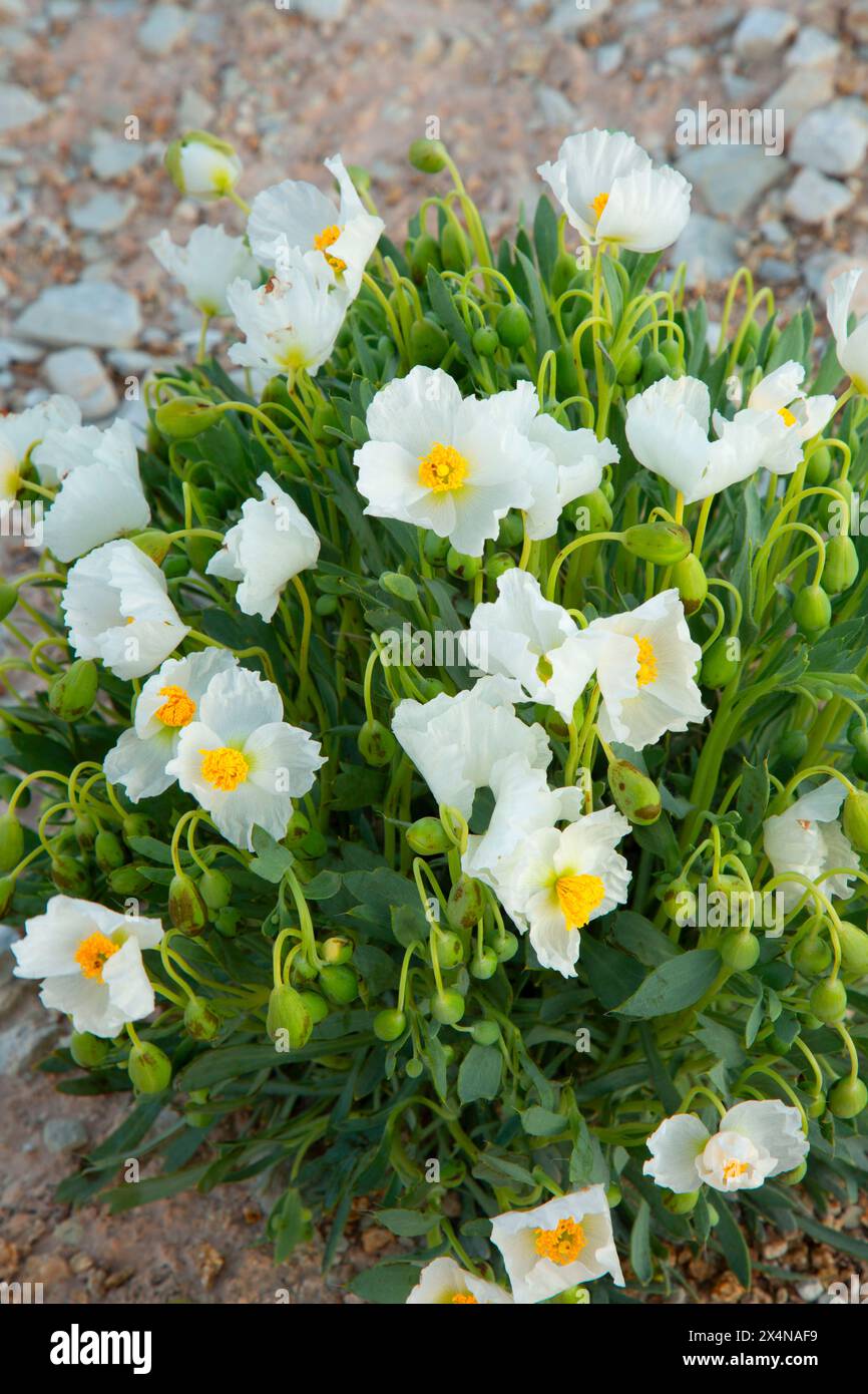 Dwarf bear poppy (Arctomecon humilis), White Dome Nature Preserve, Utah ...