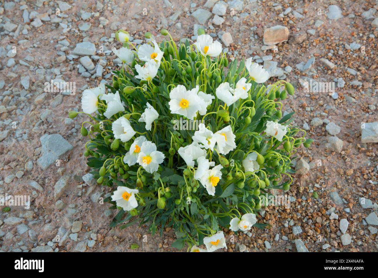 Dwarf bear poppy (Arctomecon humilis), White Dome Nature Preserve, Utah ...
