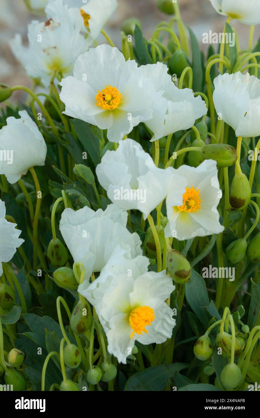 Dwarf bear poppy (Arctomecon humilis), White Dome Nature Preserve, Utah ...
