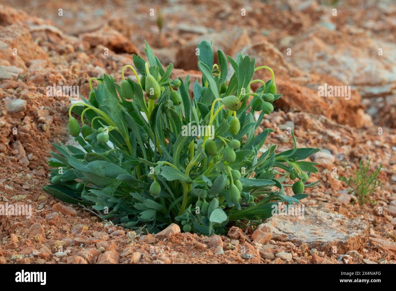 Dwarf bear poppy (Arctomecon humilis), White Dome Nature Preserve, Utah ...