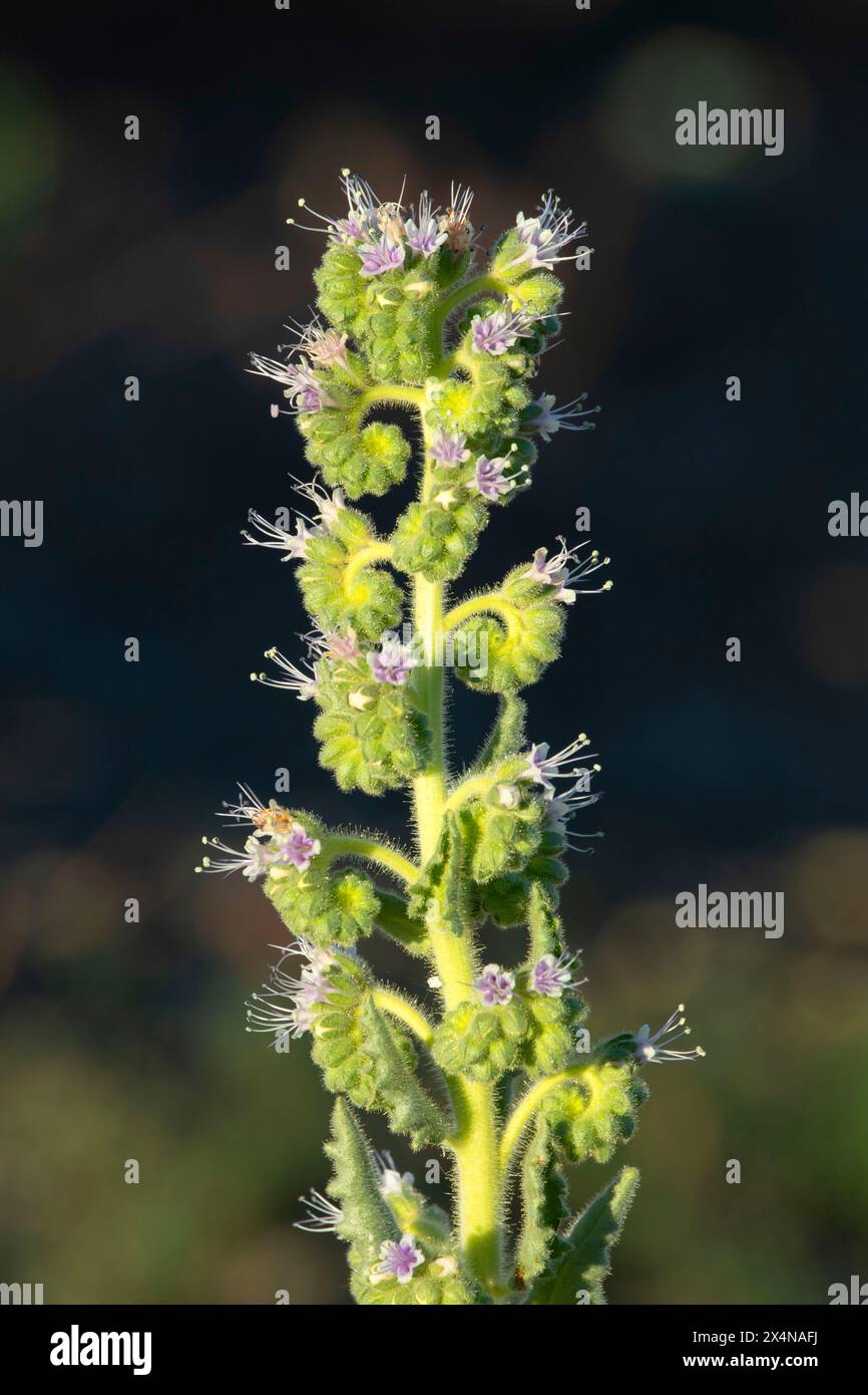 Gypsum phacelia (Phacelia integrifolia), White Dome Nature Preserve ...