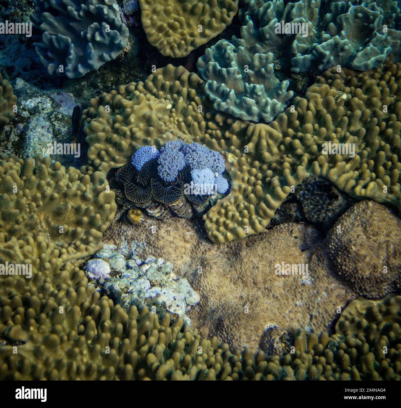Vibrant coral reef with hundreds of glass fish at the SS Yongala ship ...