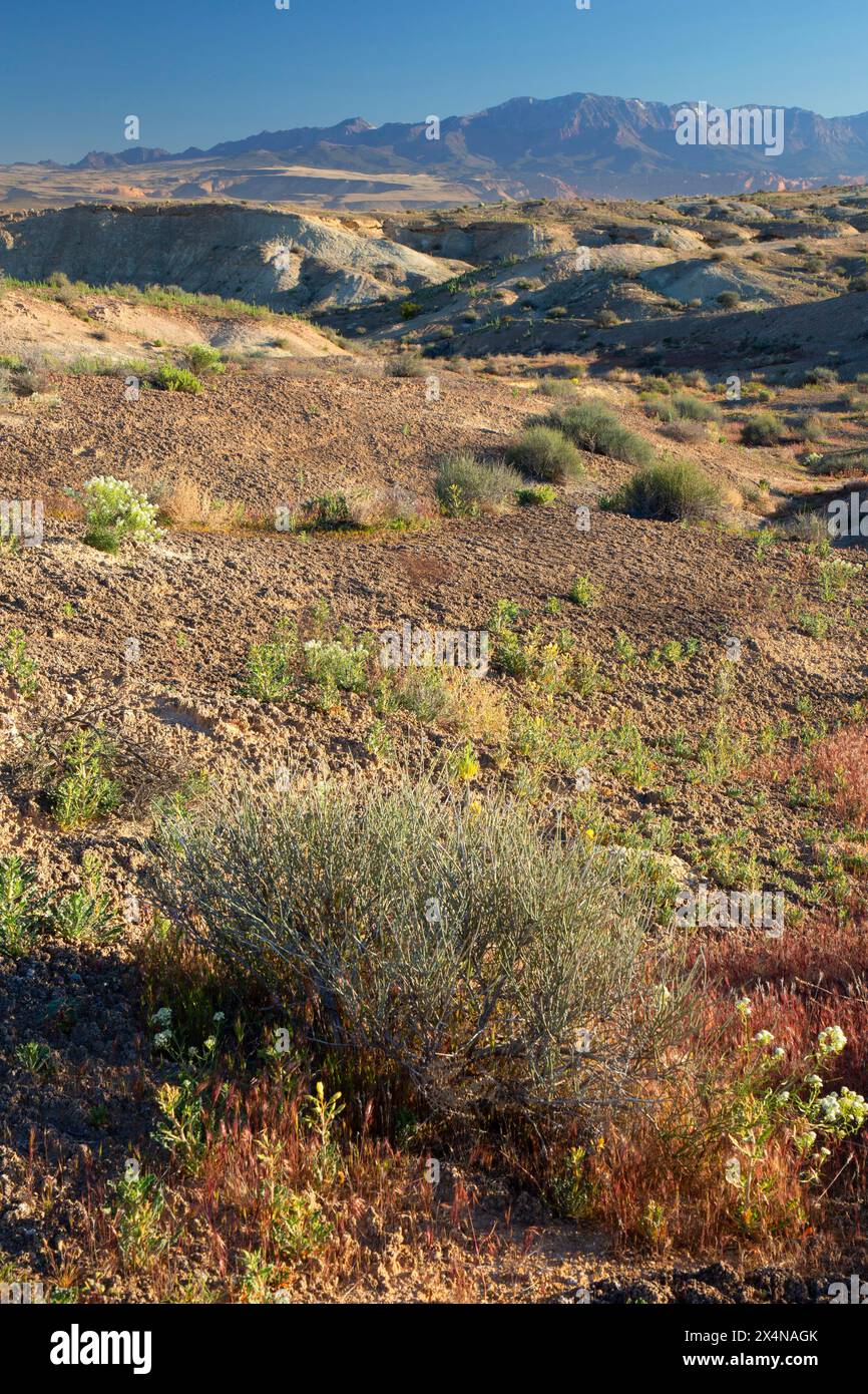 Badlands, White Dome Nature Preserve, Utah Stock Photo - Alamy