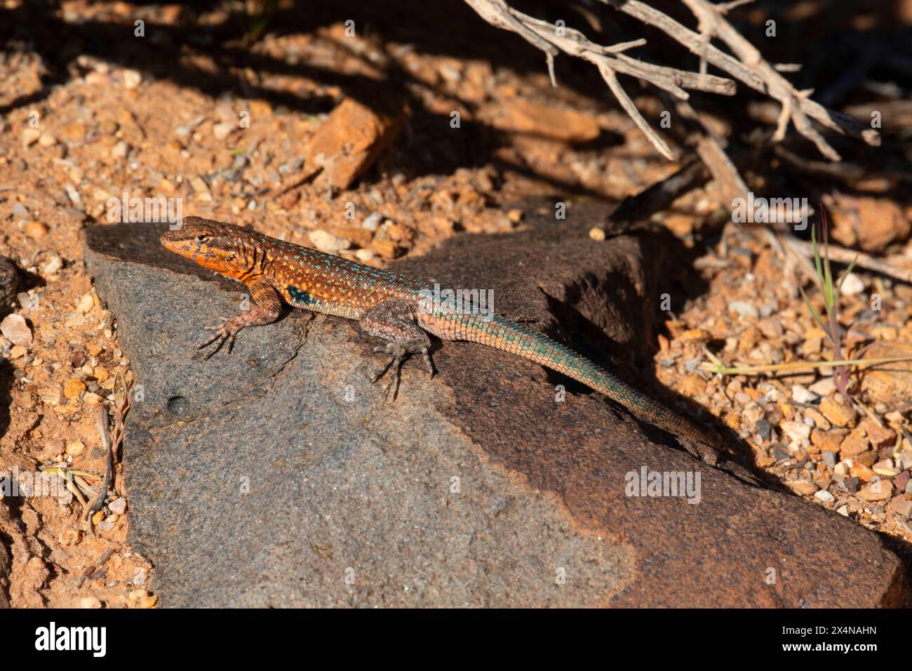 Western Side-blotched Lizard (Uta stansburiana elegans), Santa Clara ...