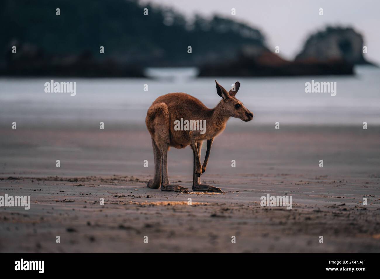 Kangaroo Wallaby at the beach during sunrise in cape hillsborough ...