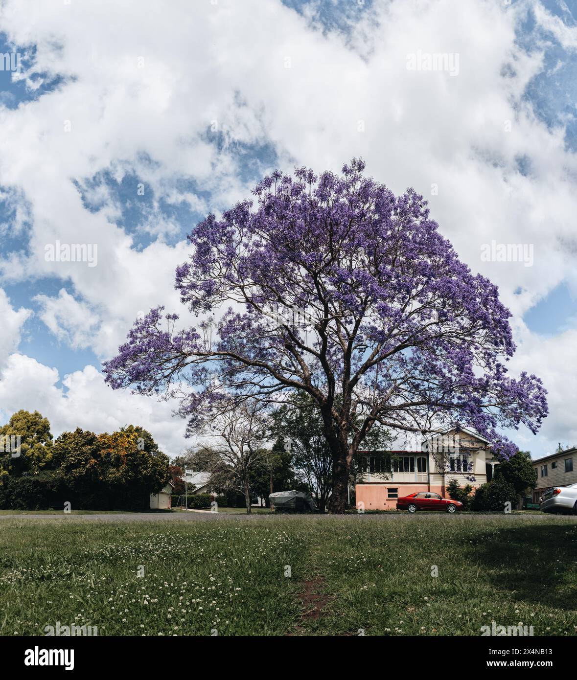 jacaranda tree at full bloom at Grafton kogarah, australia Stock Photo ...