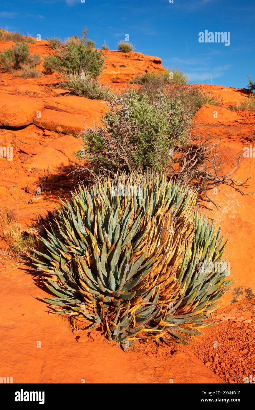 Century plant on Silver Reef Trail, Red Cliffs National Conservation ...