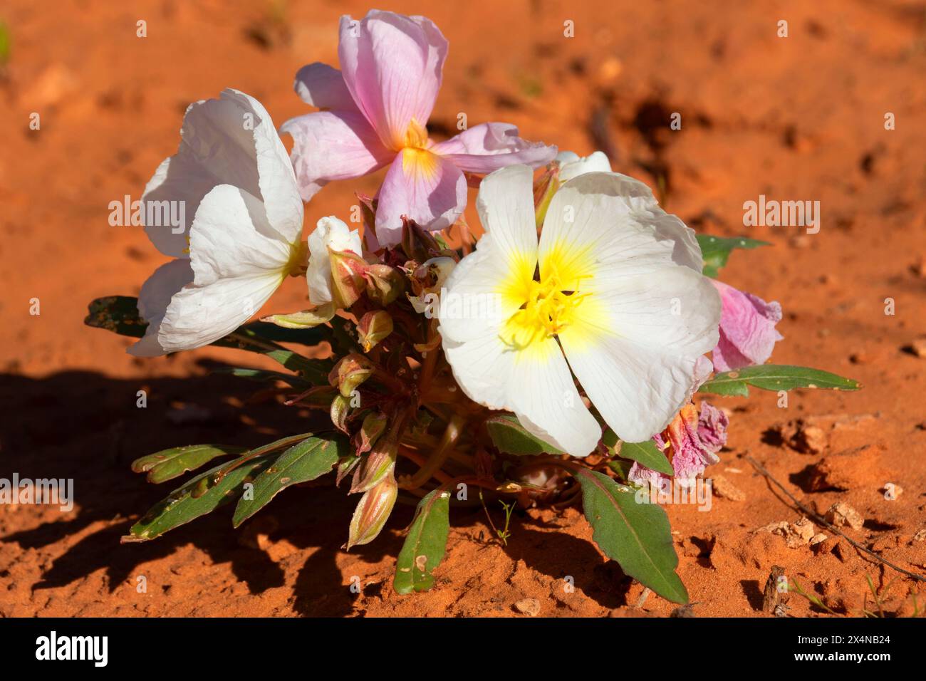 Babylon arch trail hi-res stock photography and images - Alamy