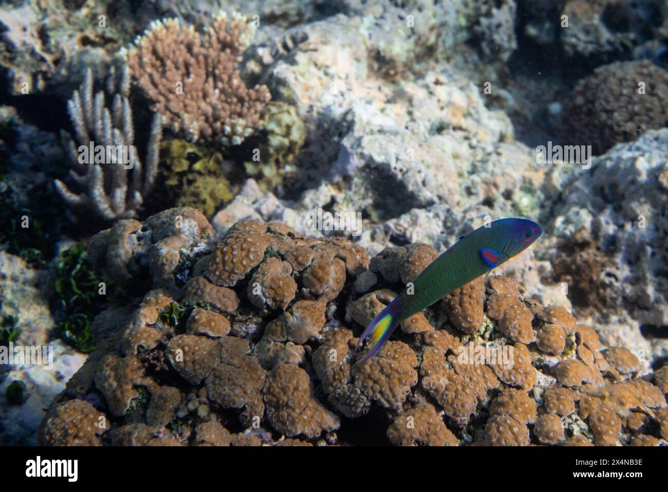 Vibrant coral reef with hundreds of glass fish at the SS Yongala ship ...