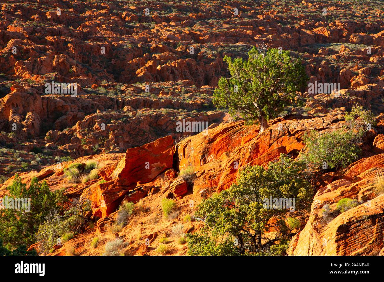 Red rocks view from Babylon Arch Trail, Red Cliffs National ...