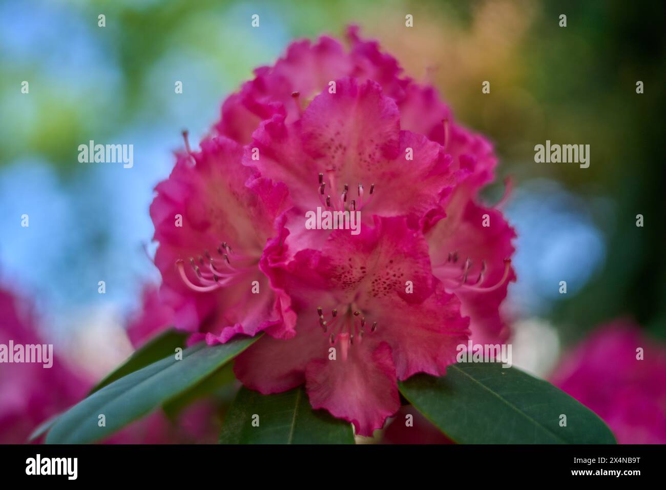Pink lush rhododendron Germania flowers close up Stock Photo - Alamy