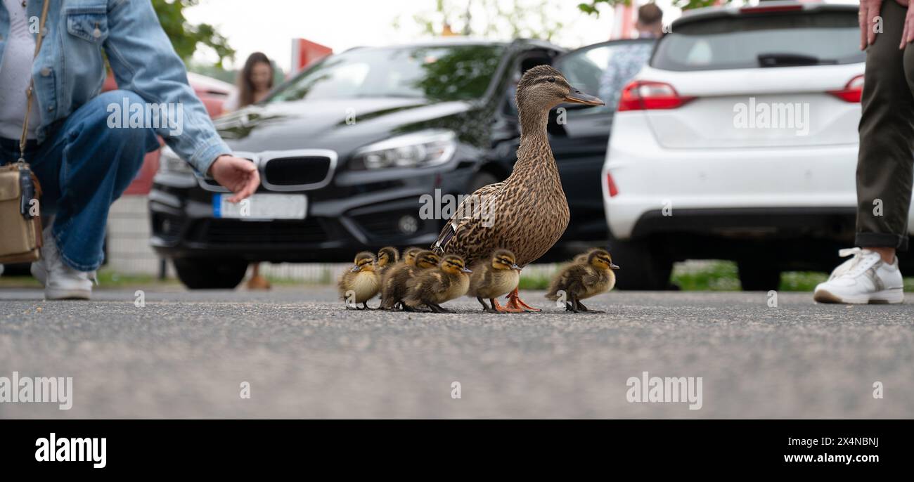 Duck family walking on a city road with cars, people trying to rescue ...