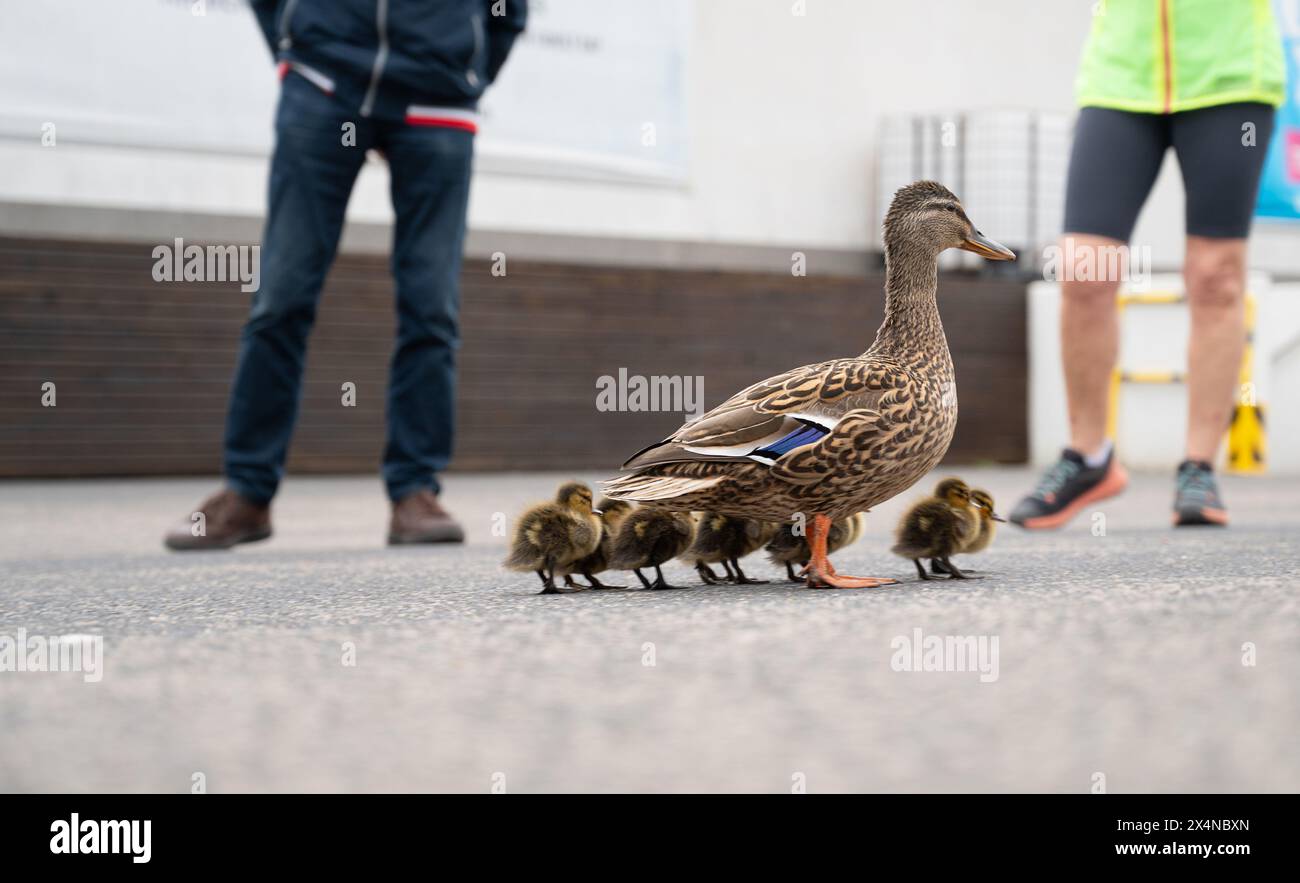 Duck family walking on a city road with cars, people trying to rescue ...