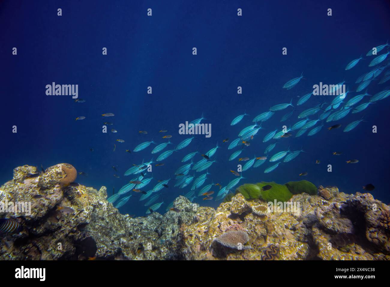 Ss yongala wreck hi-res stock photography and images - Alamy