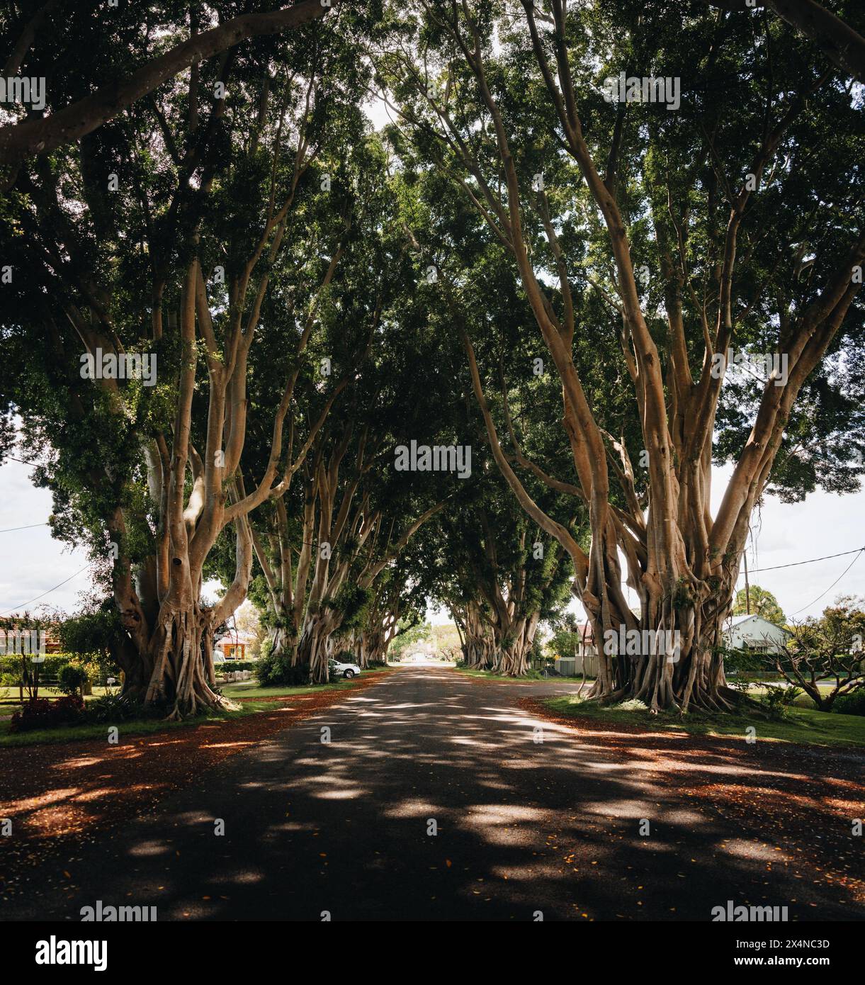 Line of Jacaranda trees and fig trees are creating purple flower tunnel ...